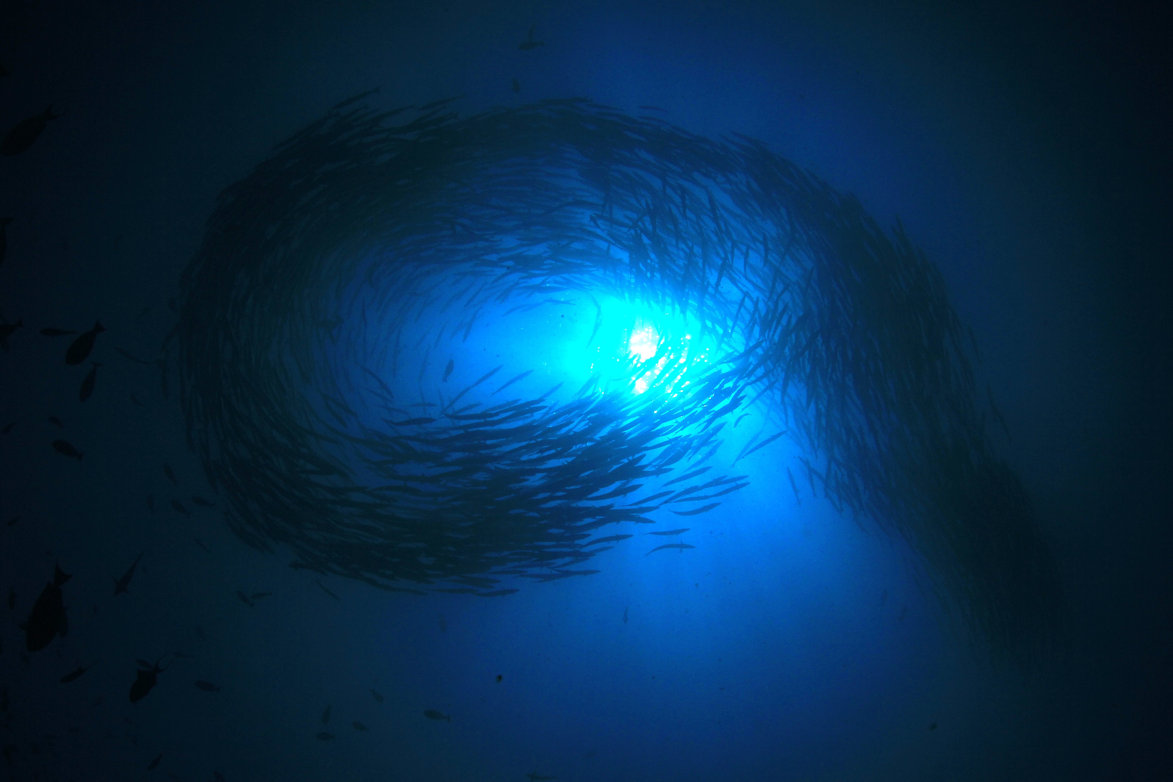 Indonesia – Nomadic Scuba