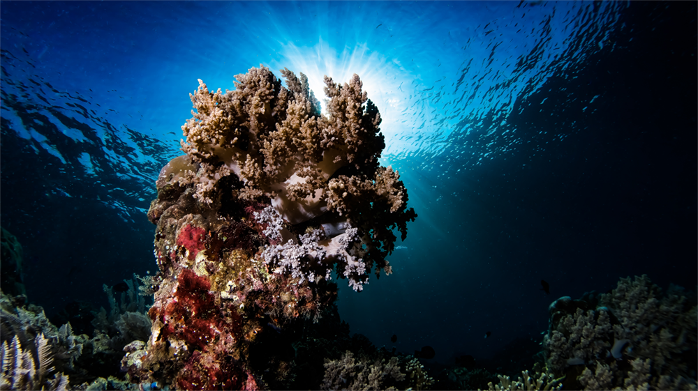 Reef – Nomadic Scuba