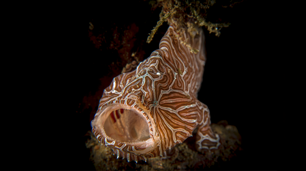 Collections – Nomadic Scuba